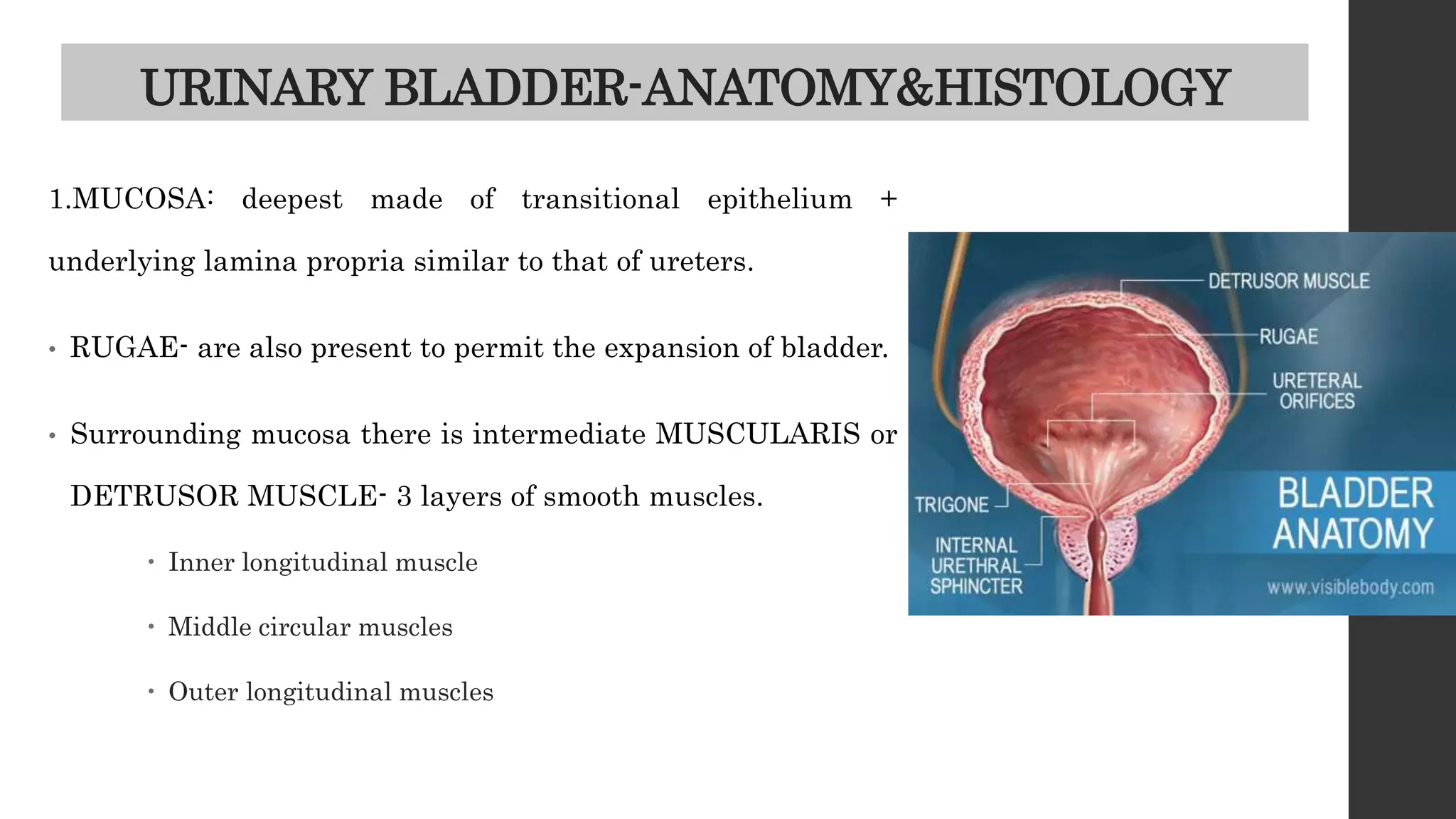 Urinary system | PPTX