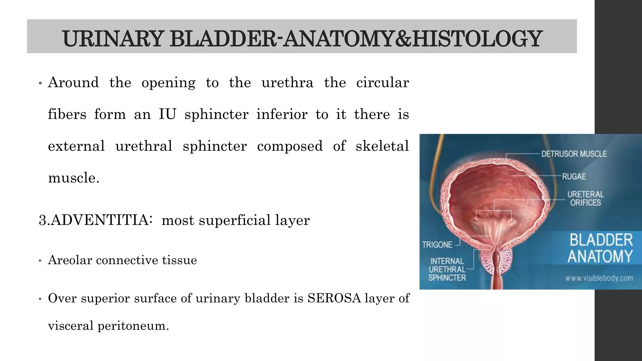 Urinary system | PPTX