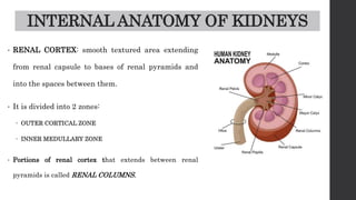 Urinary system | PPTX