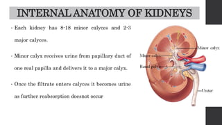 Urinary system | PPTX