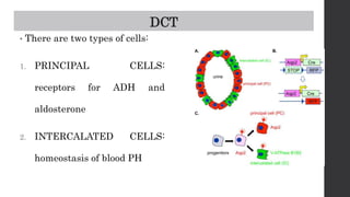 Urinary system | PPTX