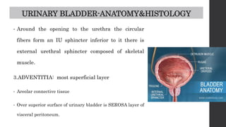 Urinary system | PPTX
