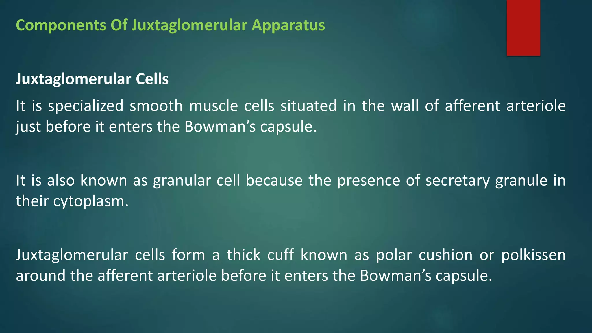 Urinary system | PPTX