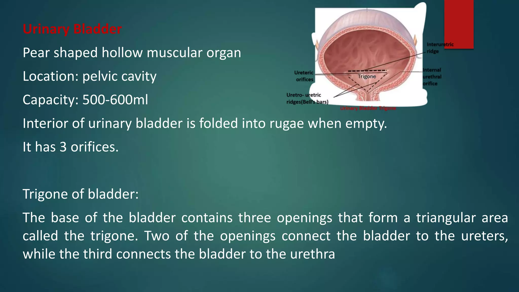 Urinary system | PPTX | Endocrine and Metabolic Diseases | Diseases and ...