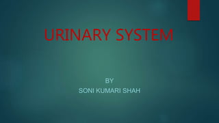 Urinary system | PPT