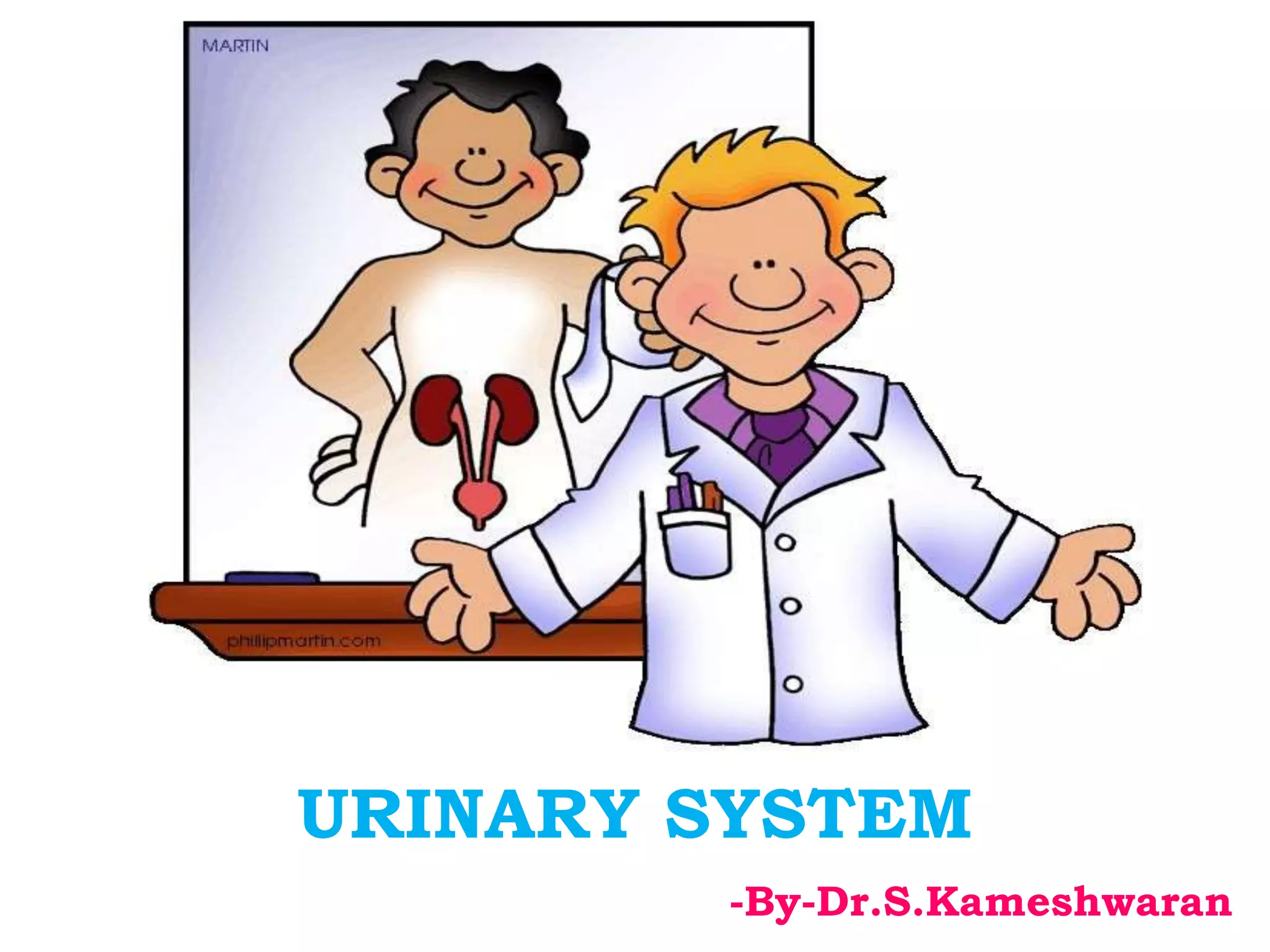 HUMAN URINARY SYSTEM - Anatomy & Physiology | PPTX