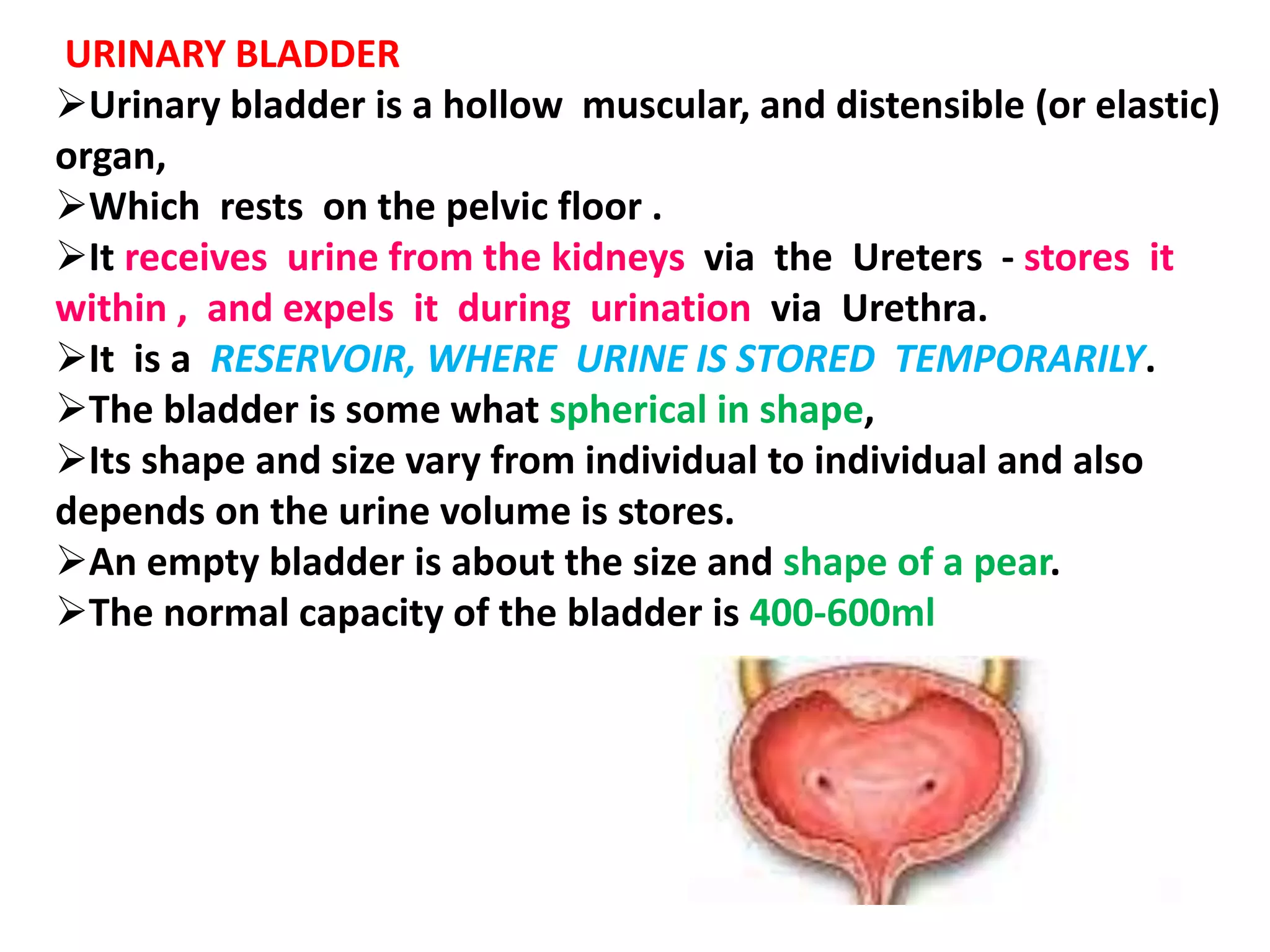 HUMAN URINARY SYSTEM - Anatomy & Physiology | PPTX