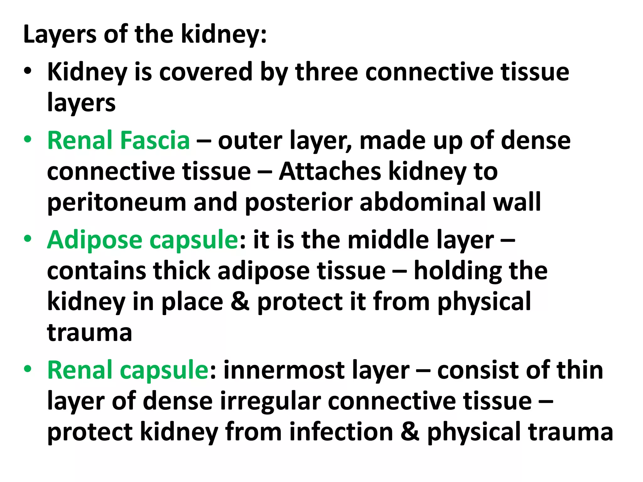 HUMAN URINARY SYSTEM - Anatomy & Physiology | PPTX