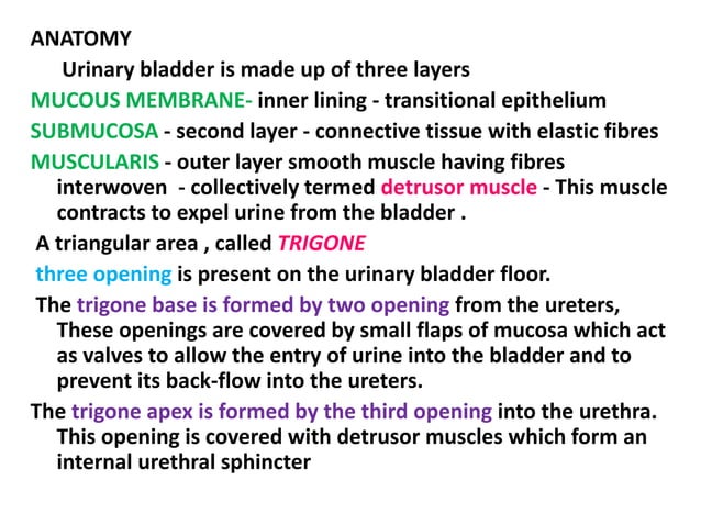 HUMAN URINARY SYSTEM - Anatomy & Physiology | PPTX | Chemistry | Science