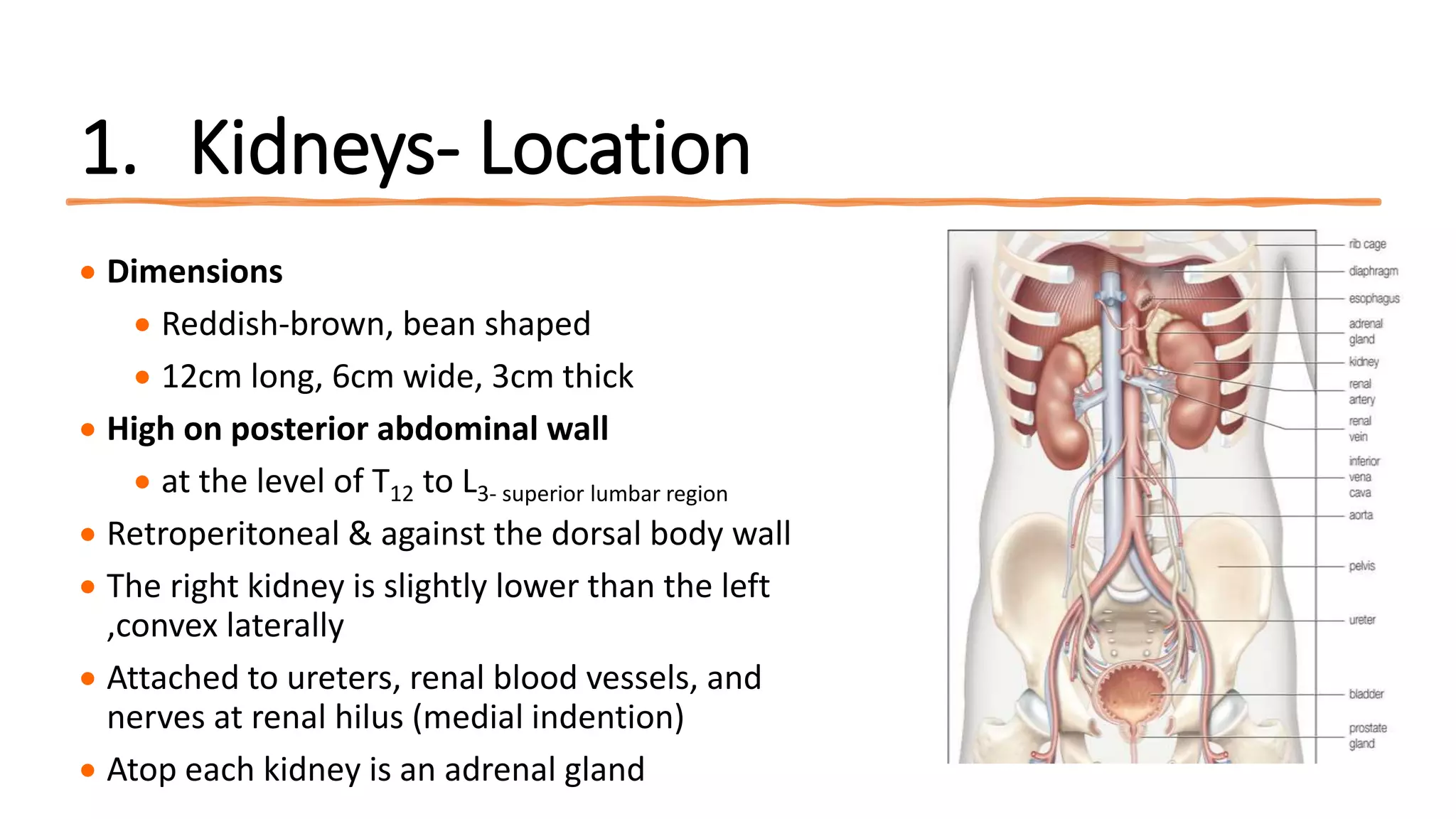 Urinary system | PPTX