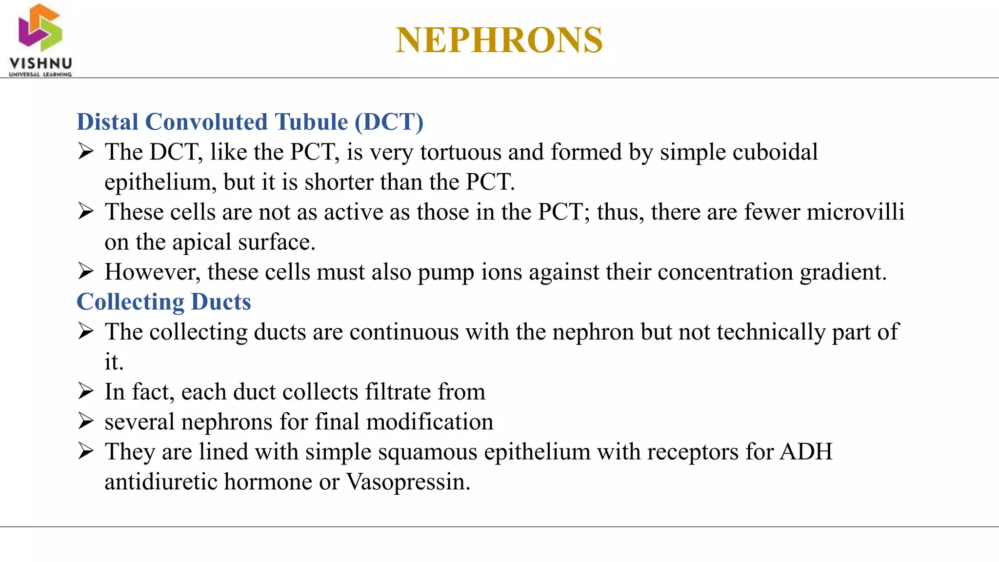 URINARY SYSTEM | PPTX