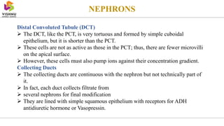 URINARY SYSTEM | PPTX