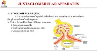 URINARY SYSTEM | PPTX