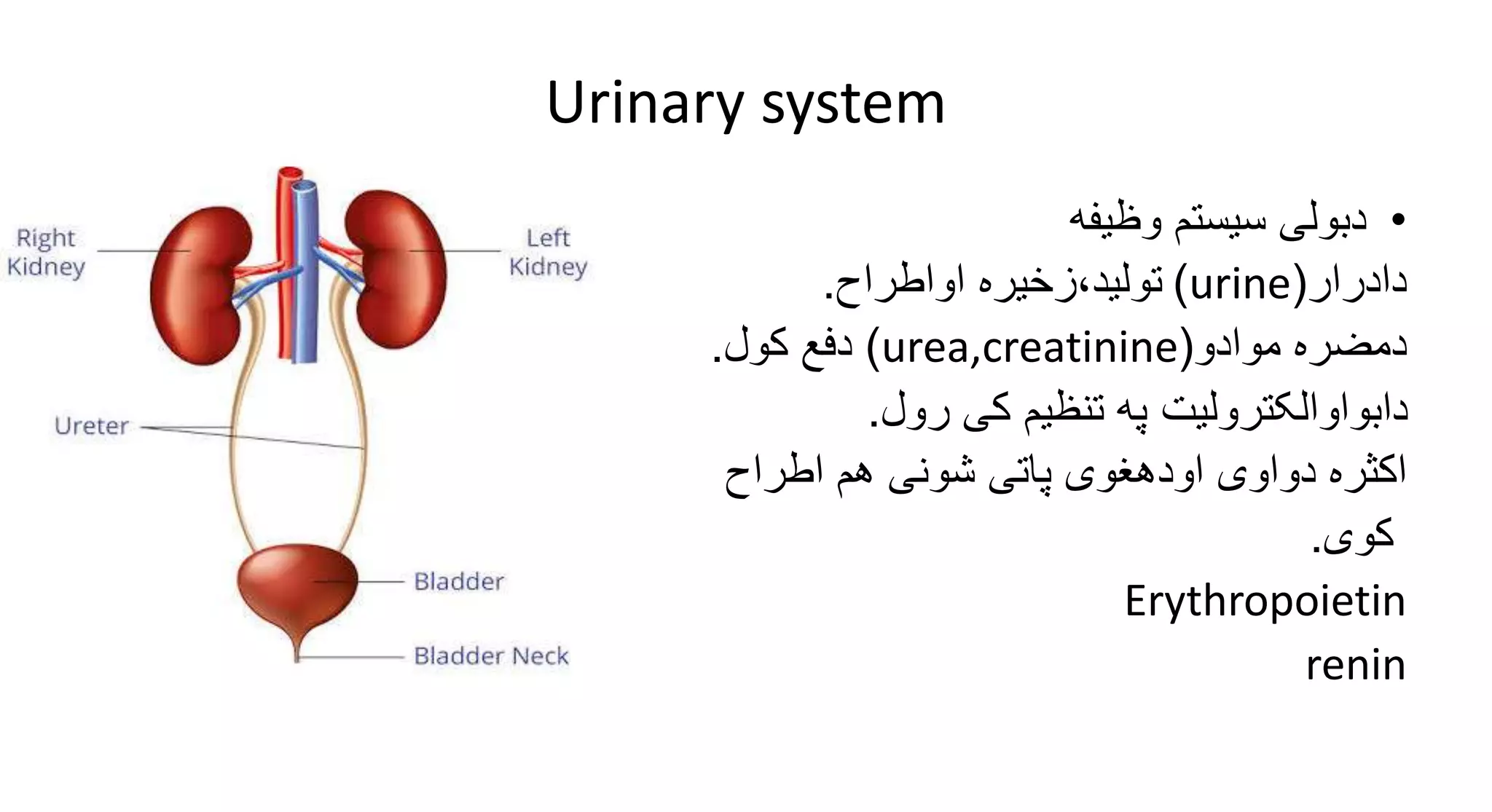Urinary system.pptx