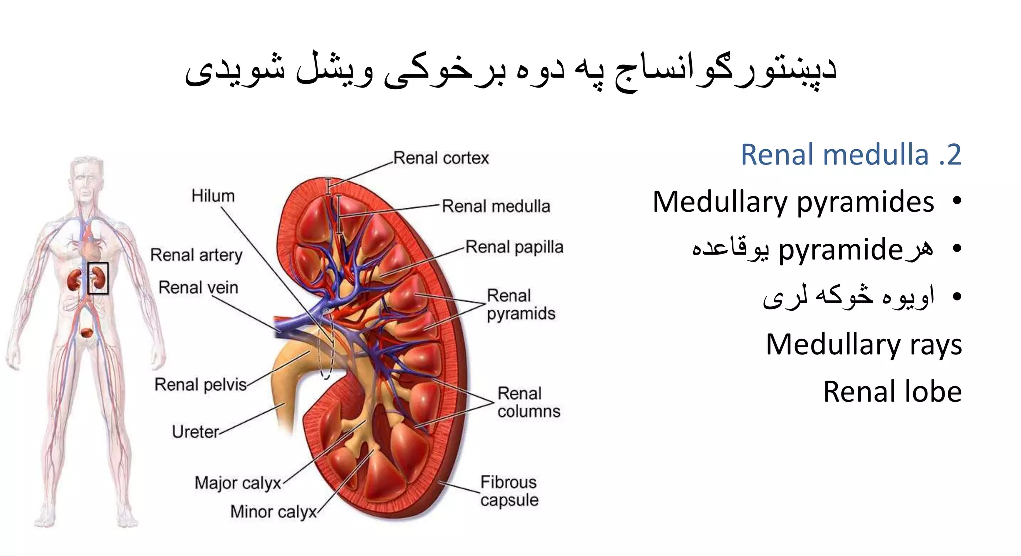 Urinary system.pptx