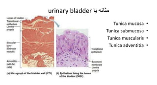 Urinary system.pptx
