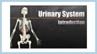 urinary system.pptx
