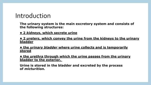 urinary system.pptx