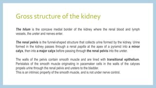 urinary system.pptx