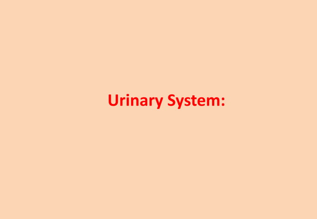 Urinary System.pptx | Endocrine and Metabolic Diseases | Diseases and ...