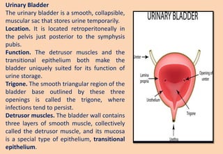 Urinary System.pptx | Endocrine and Metabolic Diseases | Diseases and ...