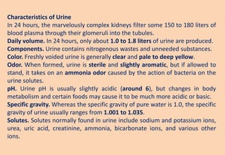 Urinary System.pptx | Endocrine and Metabolic Diseases | Diseases and ...