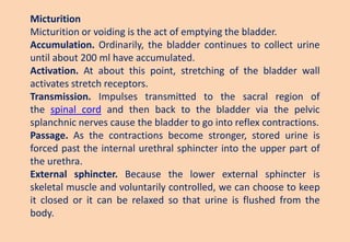 Urinary System.pptx | Endocrine and Metabolic Diseases | Diseases and ...