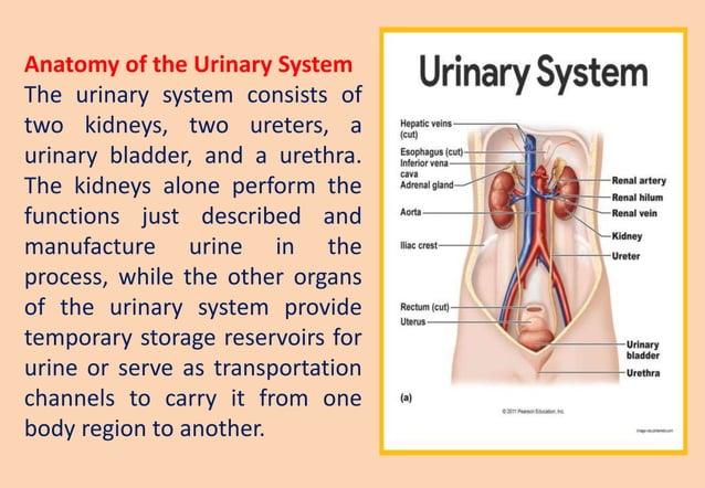 Urinary System.pptx | Endocrine and Metabolic Diseases | Diseases and Conditions
