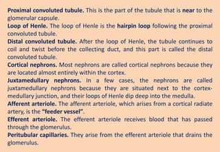Urinary System.pptx | Endocrine and Metabolic Diseases | Diseases and ...