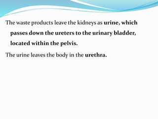 Urinary system.pptx