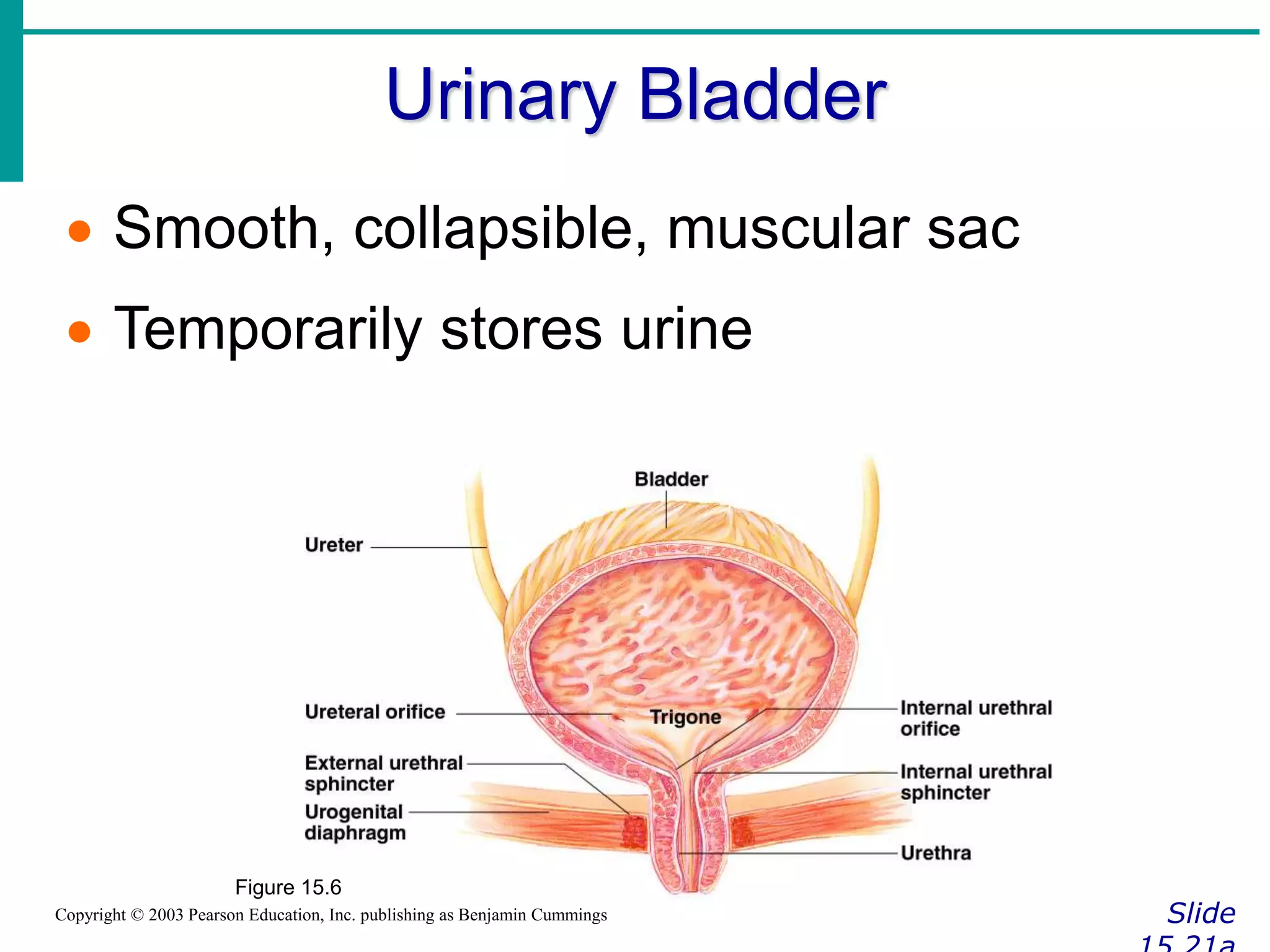 urinary system.ppt