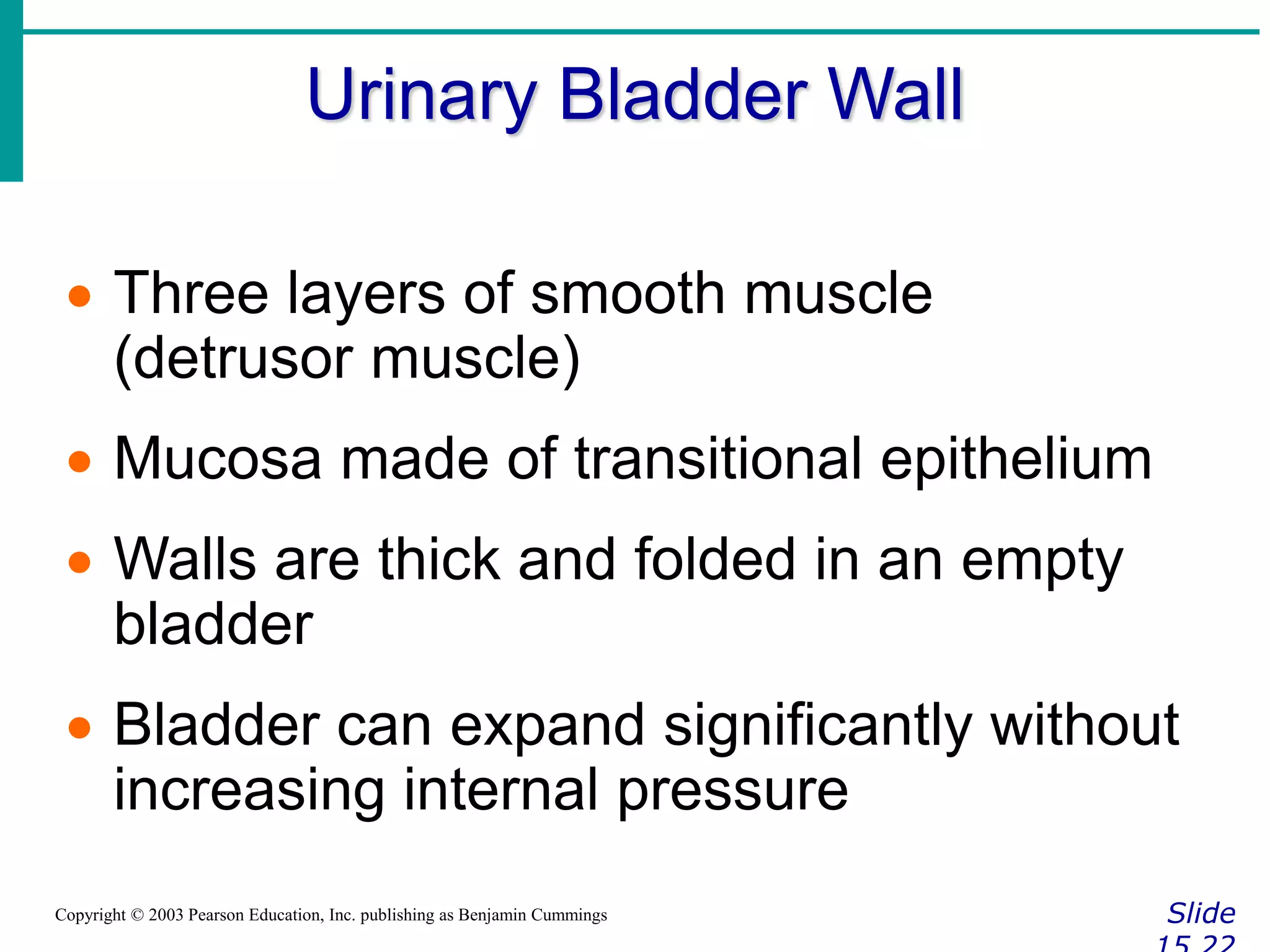 urinary system.ppt