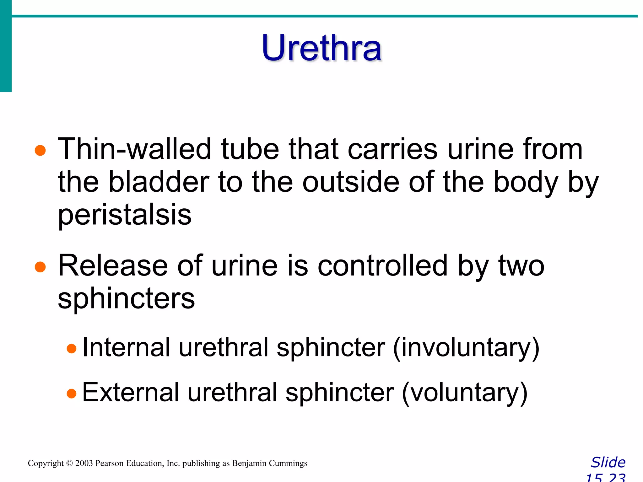 urinary system.ppt