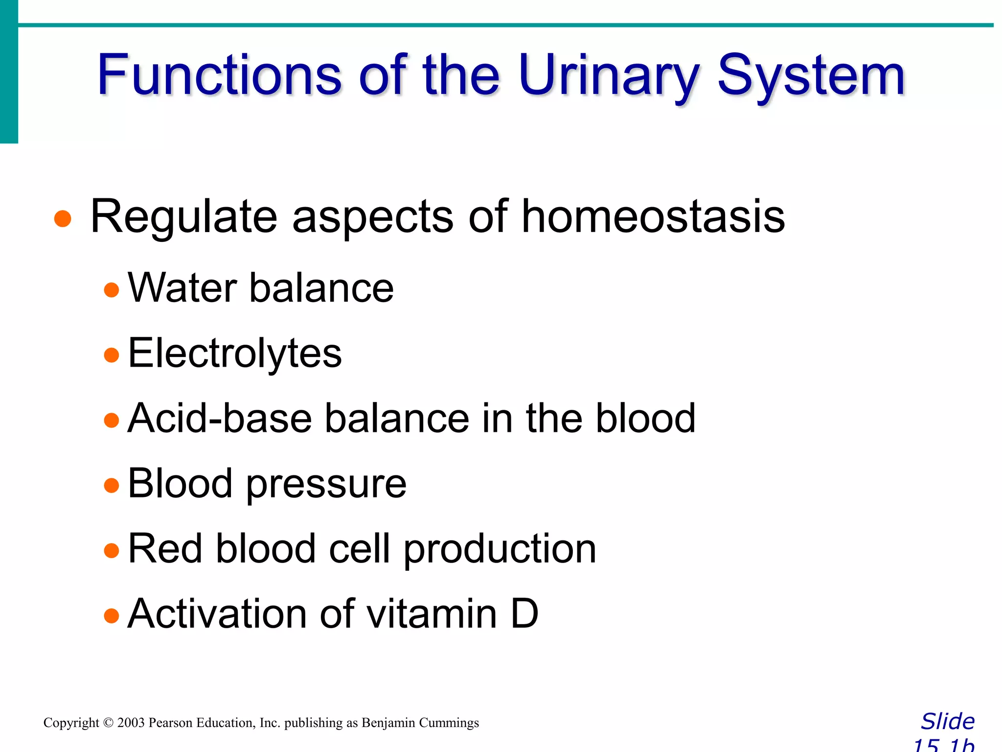 urinary system.ppt