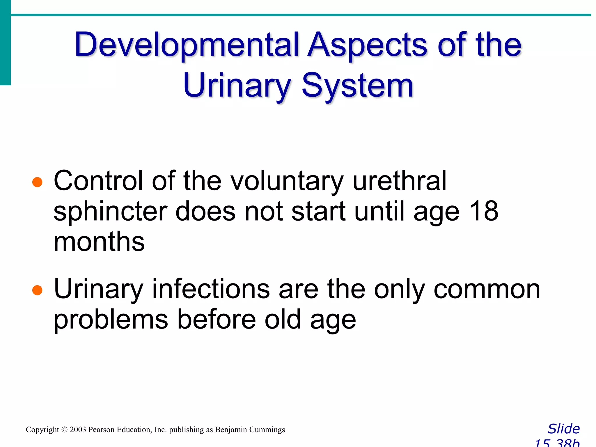 urinary system.ppt