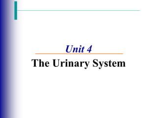 urinary system.ppt