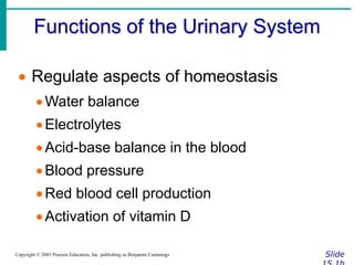 urinary system.ppt