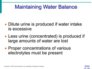 urinary system.ppt