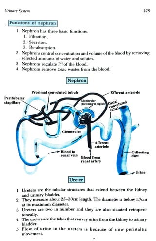 Urinary System.pdf