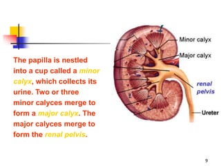 Urinary system.ppt