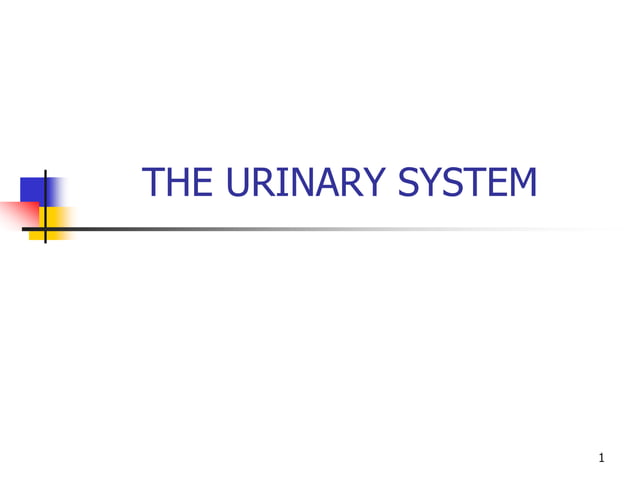 Urinary system.ppt