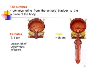 Urinary system.ppt