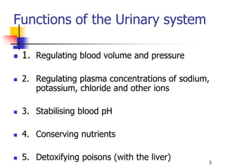 Urinary system.ppt
