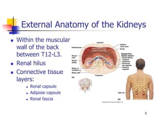 Urinary system.ppt