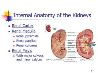 Urinary system.ppt