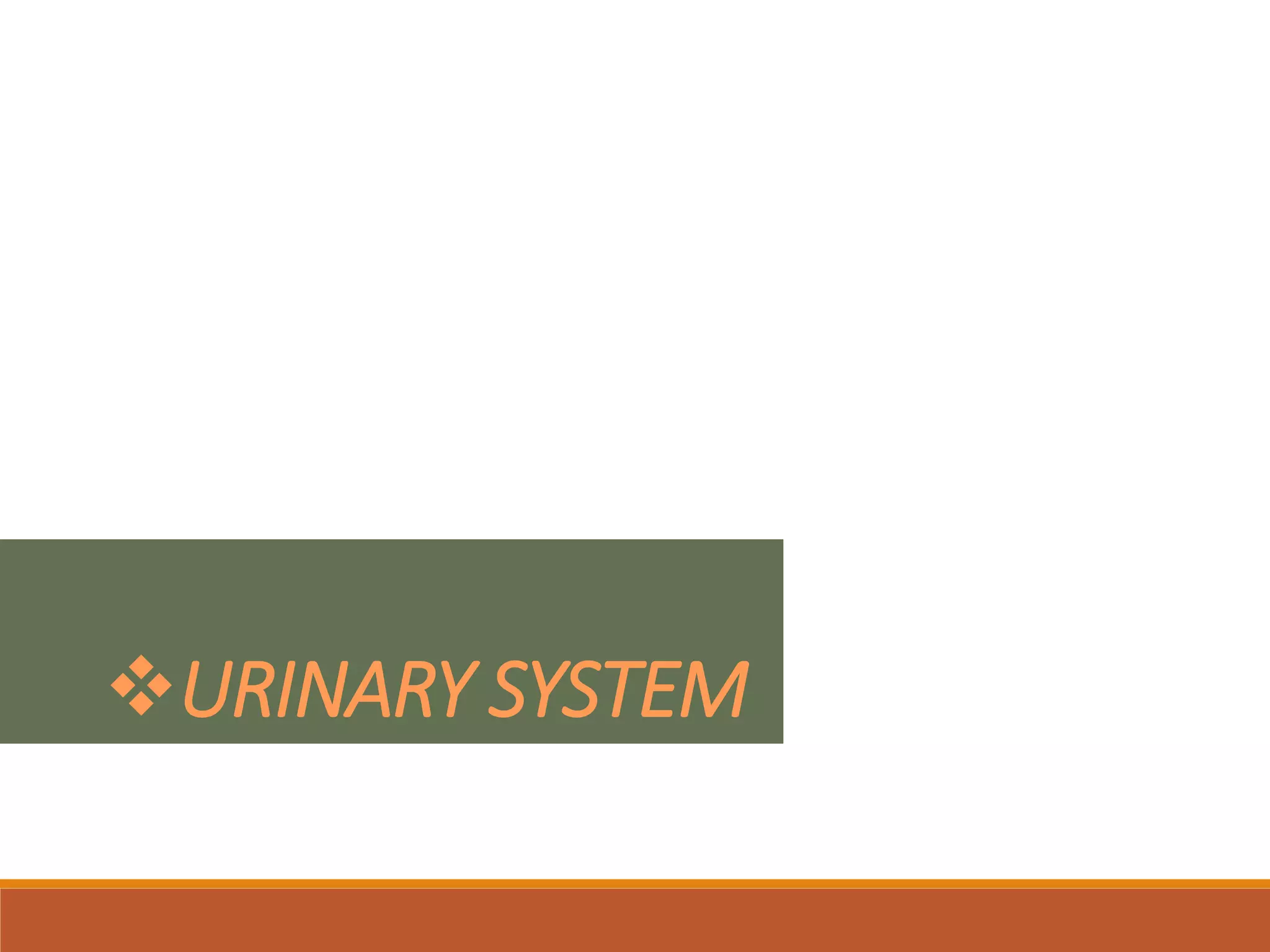 URINARY SYSTEM.ppt