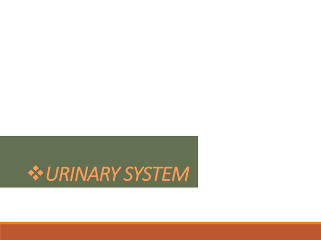 URINARY SYSTEM.ppt