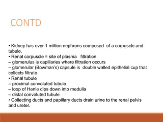 URINARY SYSTEM.ppt