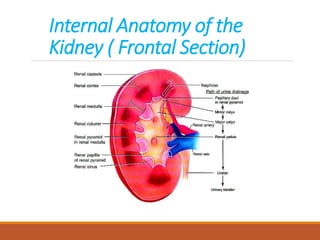 URINARY SYSTEM.ppt