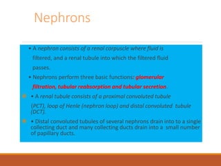 URINARY SYSTEM.ppt